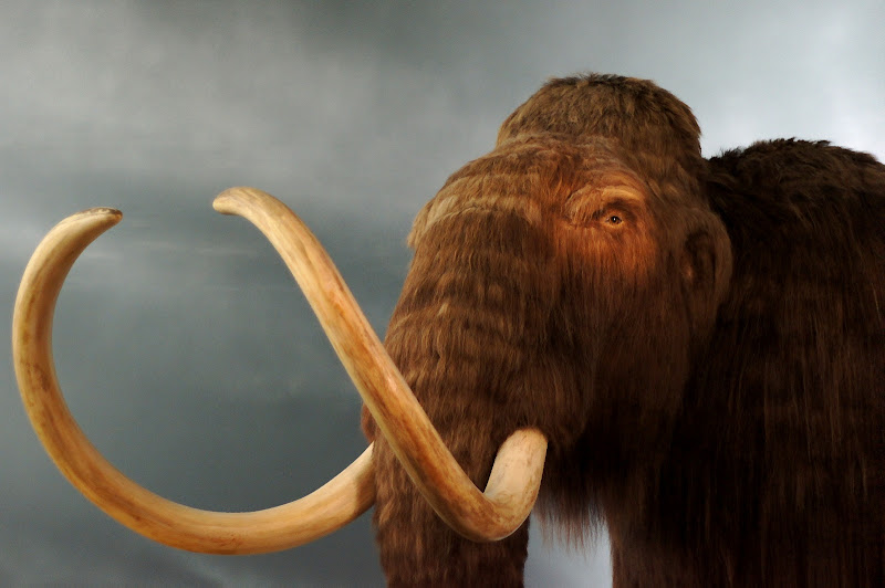 Victoria Daily Photo: Royal BC Museum