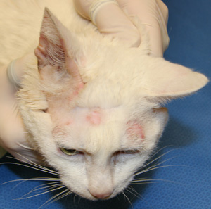 Jamur Ringworm penyebab dan pengobatannya