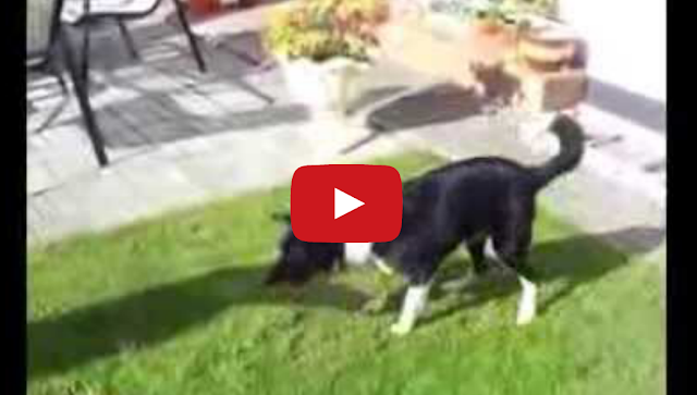 Dogs Chasing Shadows Compilation