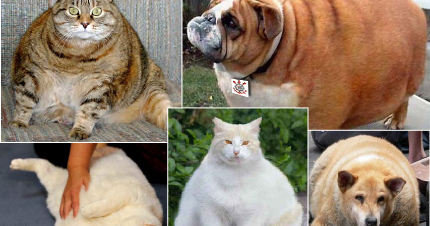 SOS Animal com amor: Animais domésticos estão mais obesos
