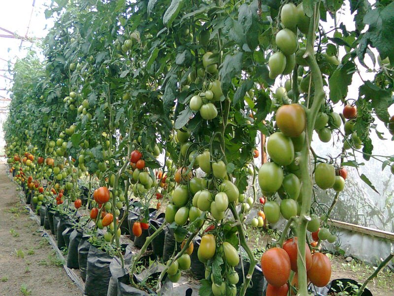 RW PAISAGISMO: GASTRONOMIA: TOMATEIRO