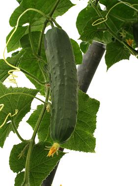 Il cetriolo (Cucumis sativus L.) ~ Piante in fiore e il mio giardino ...