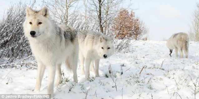 White Wolf : Three Arctic wolf cubs enjoy their first taste of snow