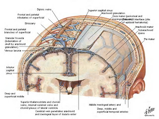 Nyeri Kepala (Sefalgia) - Catatan Sugasetya
