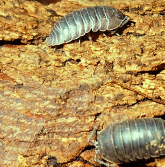 Foundation Damage due to Insect Attack