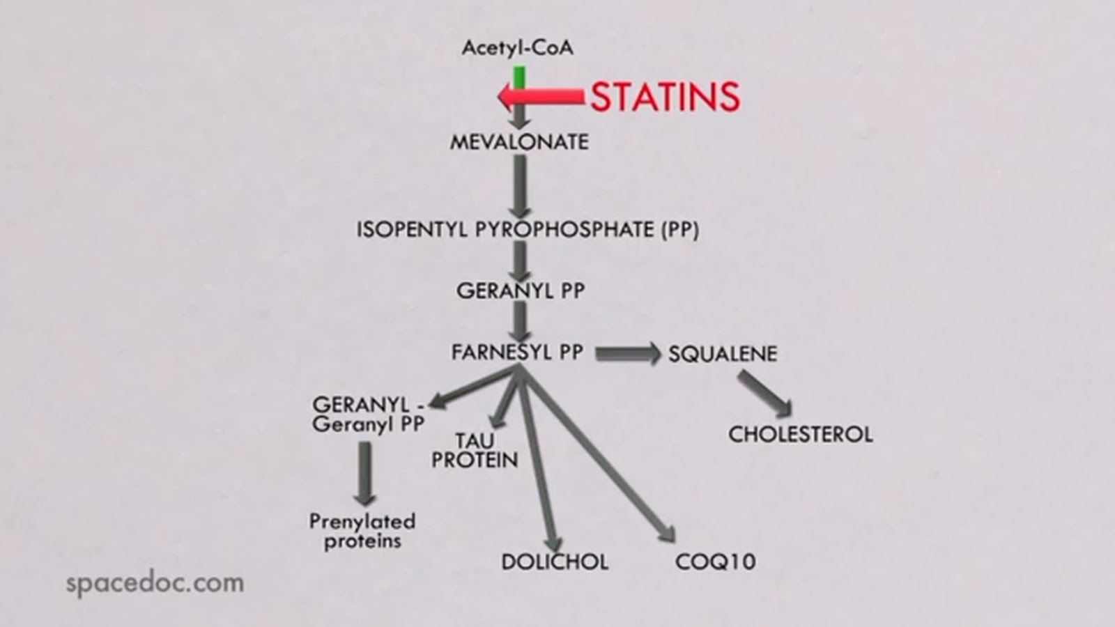 HOLESTEROL IN SRČNO-ŽILNE BOLEZNI // DOKUMENTAREC STATIN NATION ...