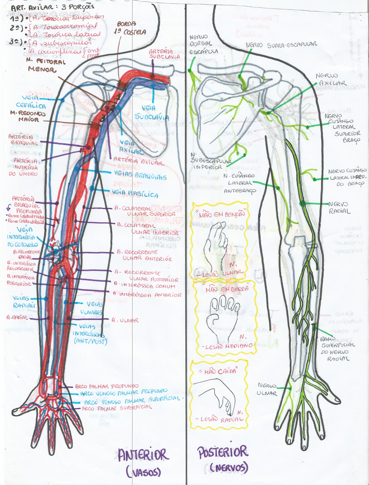 Inervação Do Membro Superior - RETOEDU