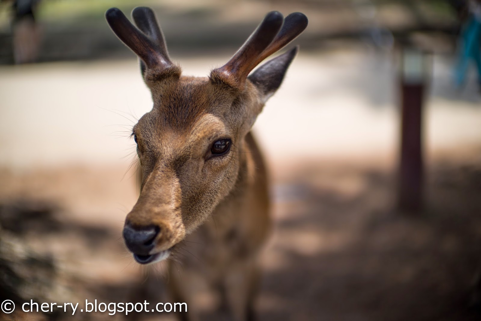 Life of a Lil Notti Monkey: Nara, Nara