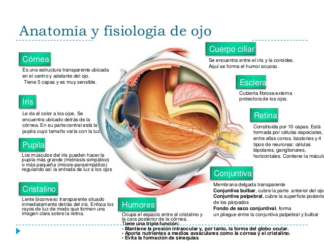 ASPECTOS EVOLUTIVOS Y ADAPTATIVOS DE LOS PROCESOS SENSORIALES: ANATOMIA ...
