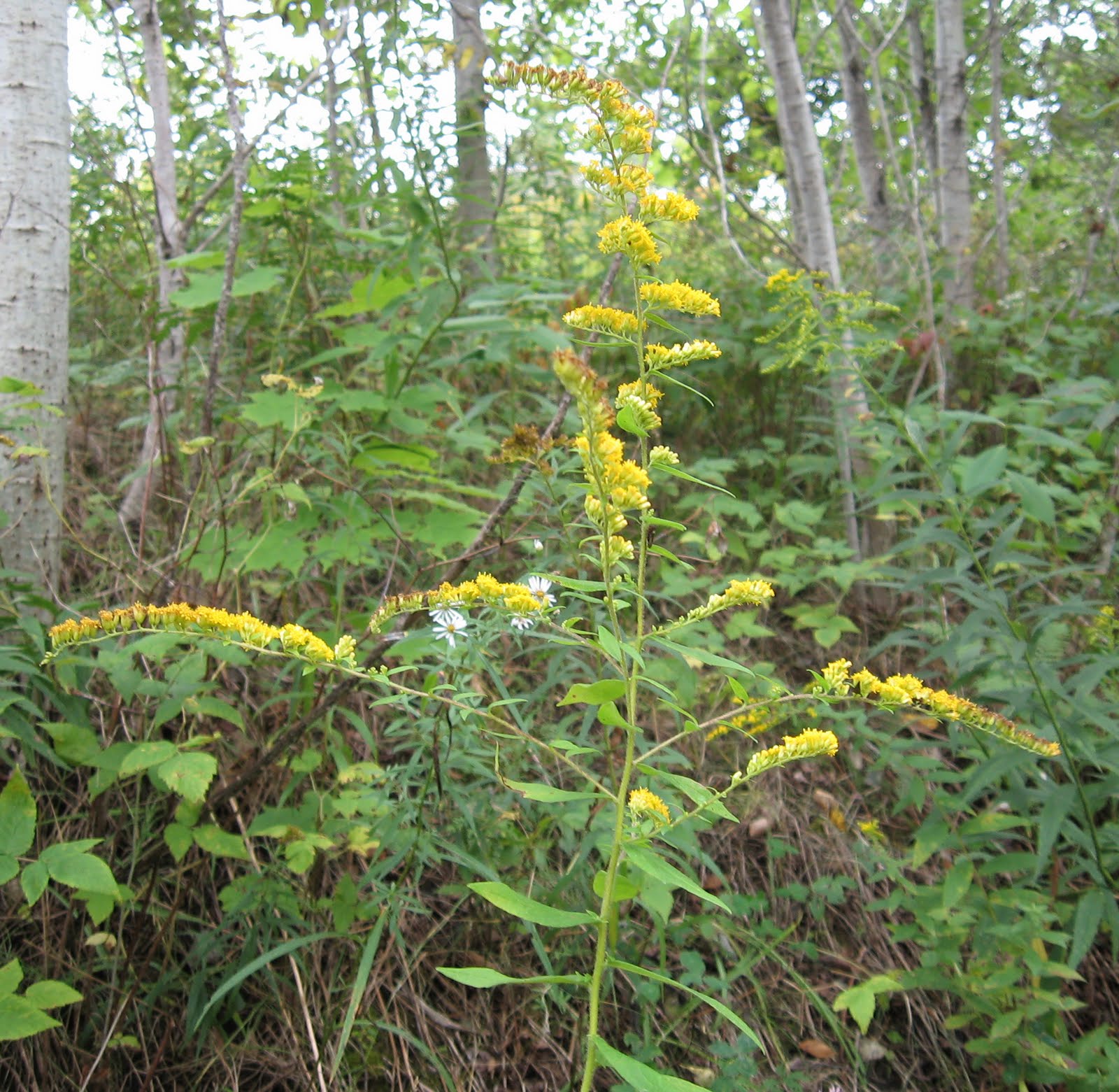 Tangled Web: Getting a Grip on Goldenrods