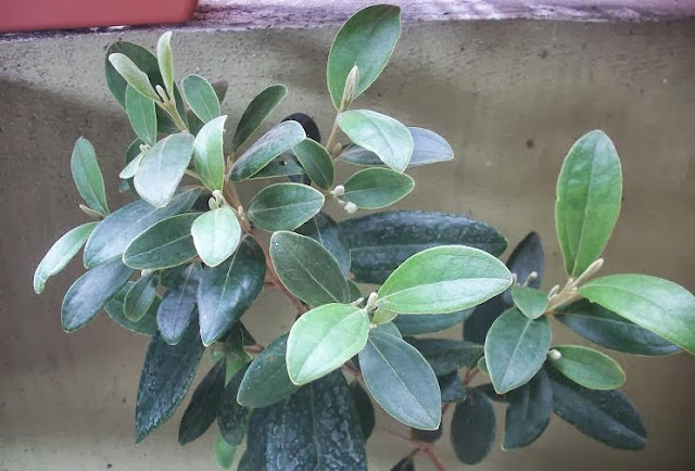 Jualan Benih Tanaman Semua Menjadi: Pokok Kemunting