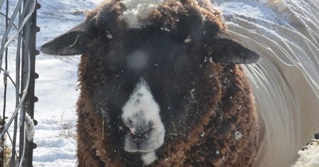 Sheep Notes: Bellwether