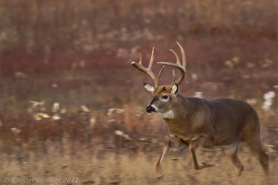 Country Captures: Appreciating Whitetail Beauty