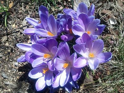 21 Jenis Bunga Indah Tapi Beracun Di Sekitar Kita - Ragam Tanaman