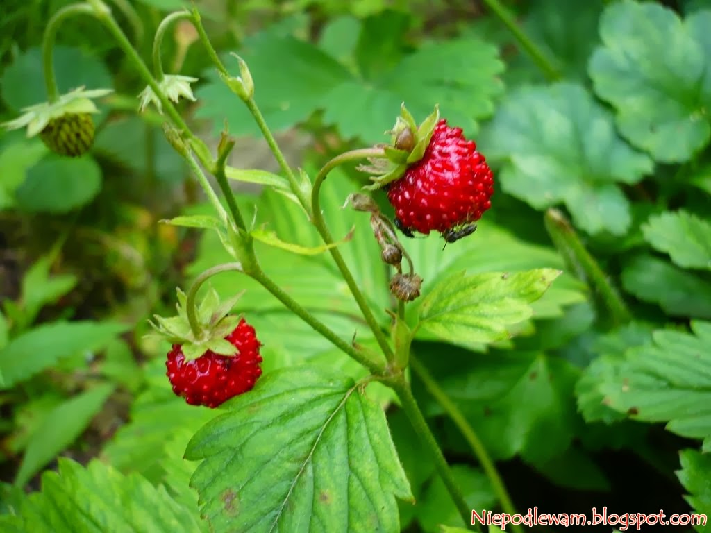 niepodlewam: Truskawkopoziomka i inne krzyżówki