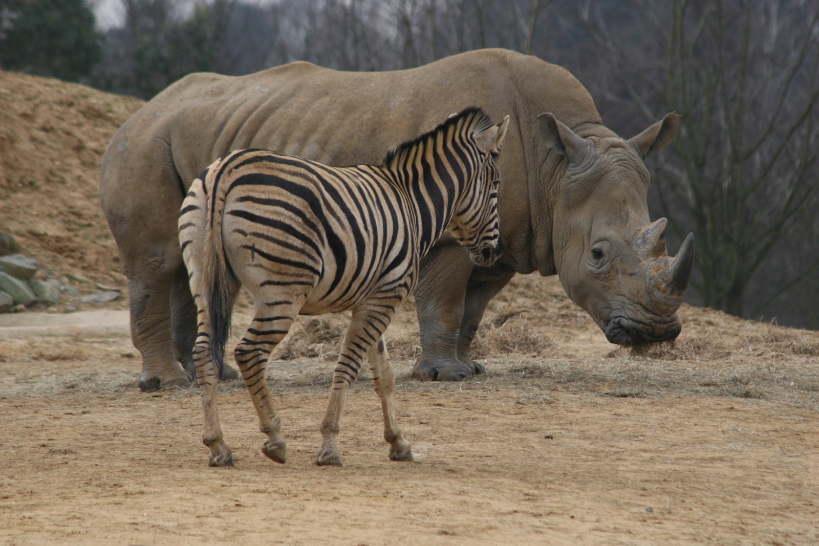 The Tiger Chronicle: Let's see some real animals!