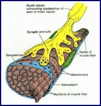 MIOTERAPIA - Terapia Manual para Dor Miofascial: PLACAS TERMINAIS MOTORAS