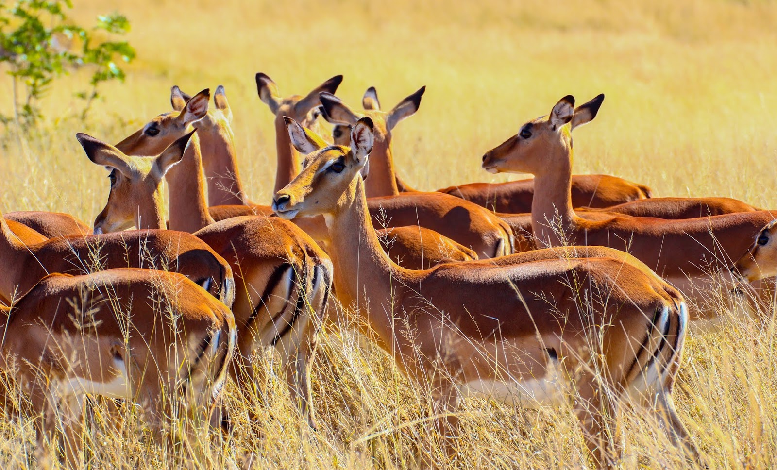 Cannundrums: Common Impala