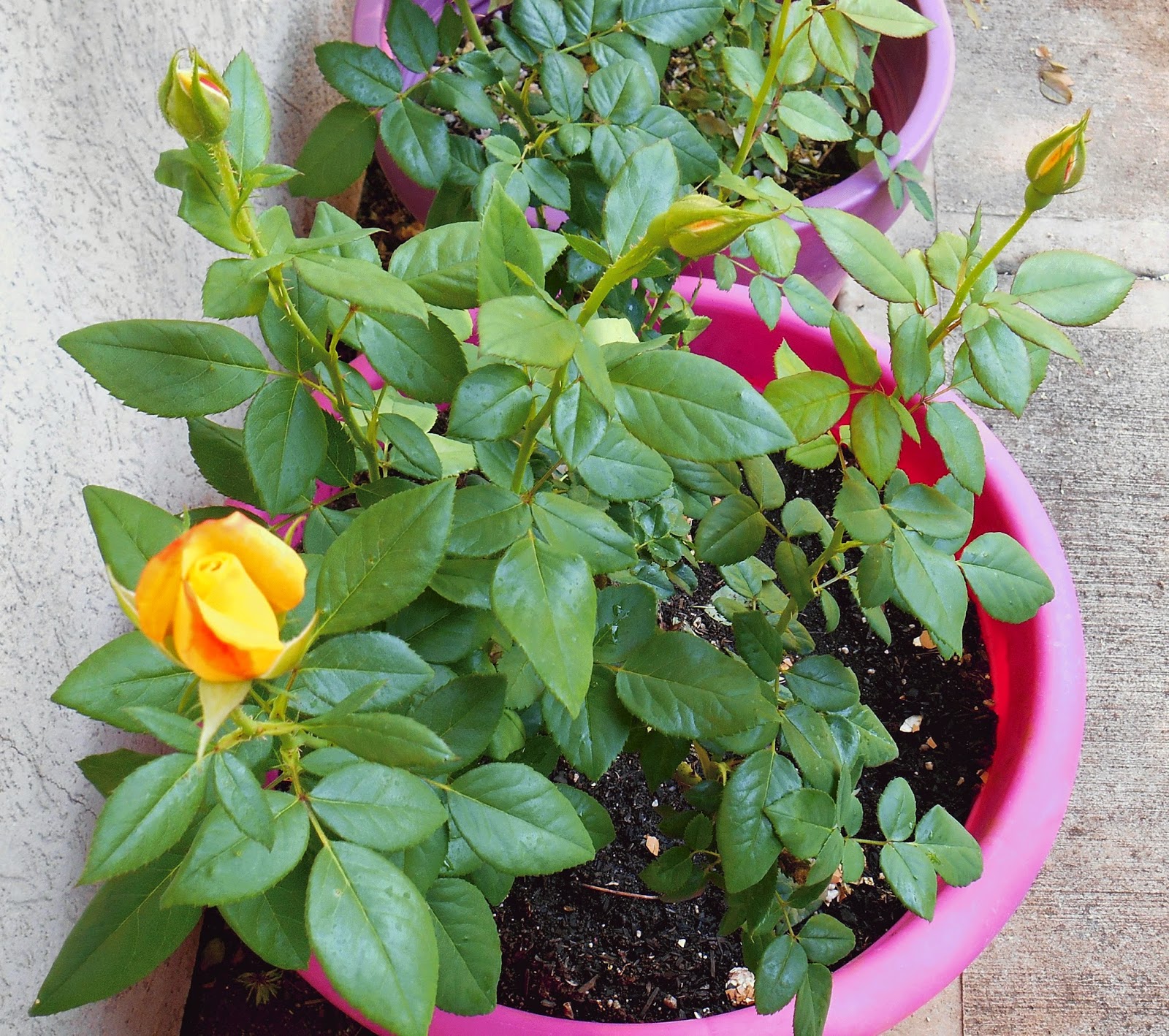 A Kitchen Garden in Kihei Maui: Growing Roses in Kihei