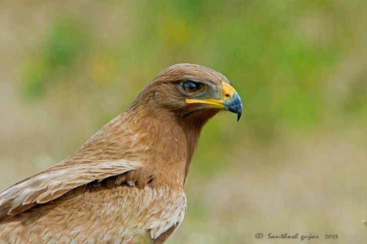 Elang Harpy (Harpia harpyja) | Hewan Indonesia dan Jual Beli