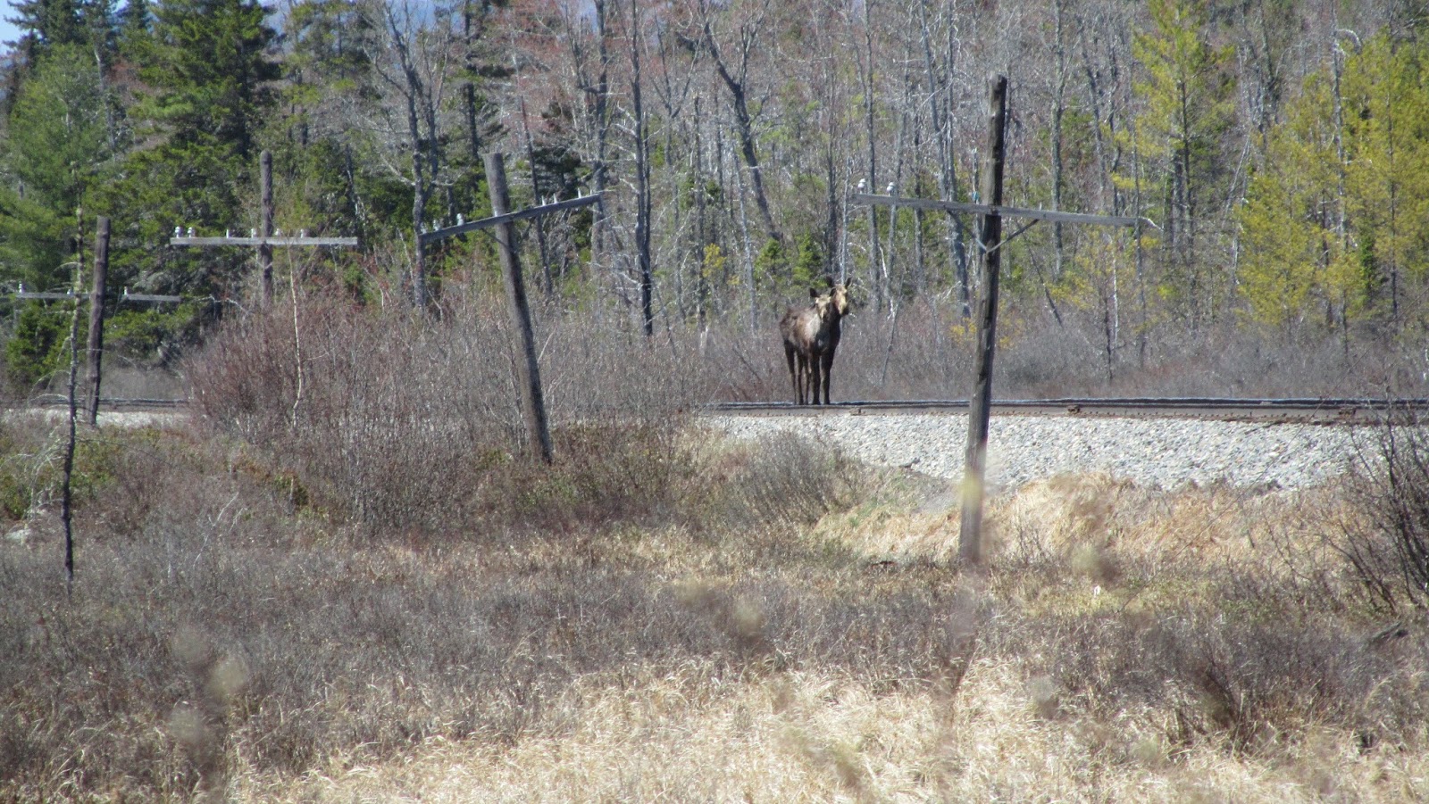 Tomcat's Outdoor Adventures: Moose Mayhem on Mountain Bike Ride and ...