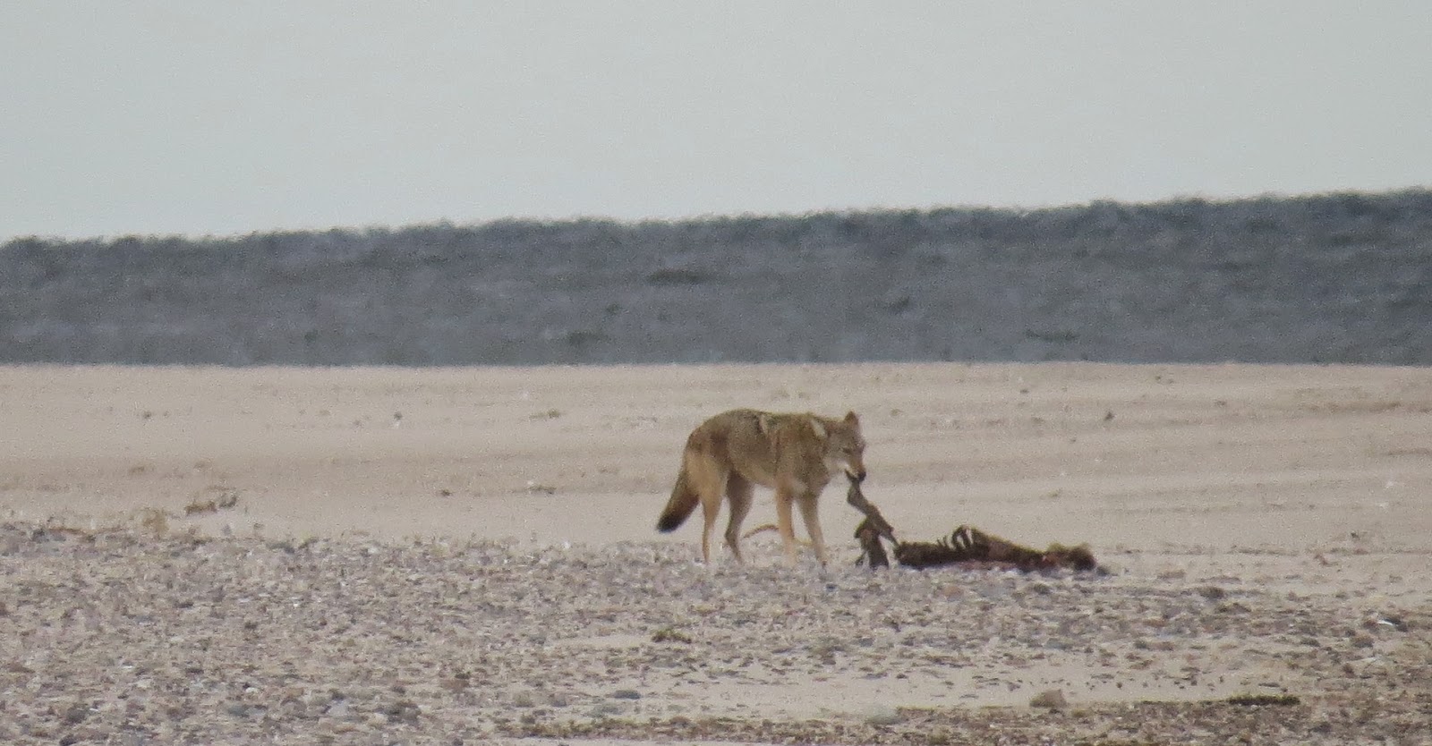 Cape Cod Retiree: Disputed Boundaries and Cape Coyotes