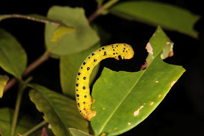 BunyipCo: September 2012