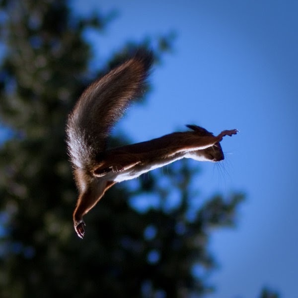 White Wolf : Baby squirrel gets a little help from some friends (VIDEO)