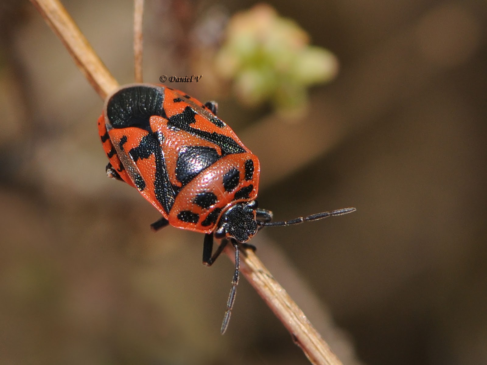 Macrophoto plaisir passion: La punaise rouge du chou, Eurydema ornata