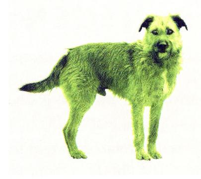 And I Think to Myself...What A Wonderful World.: Bio-Art: K9 and Ruppy.