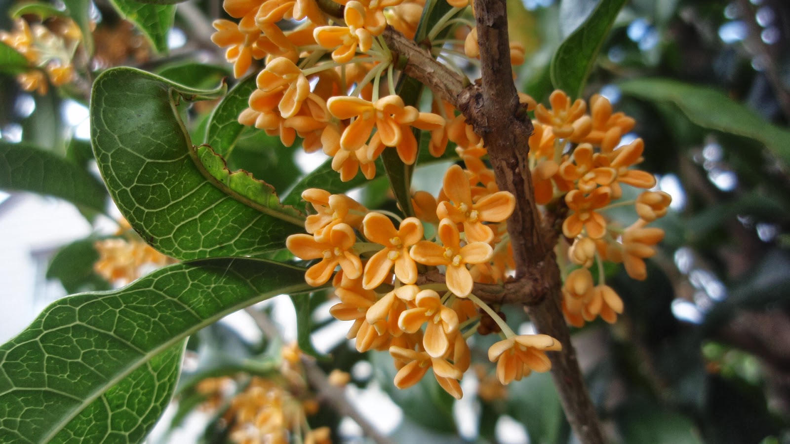 Hero爺 ブログ: Flower - 61 ( 0range osmanthus 金木犀 Kinmokusei キンモクセイ)