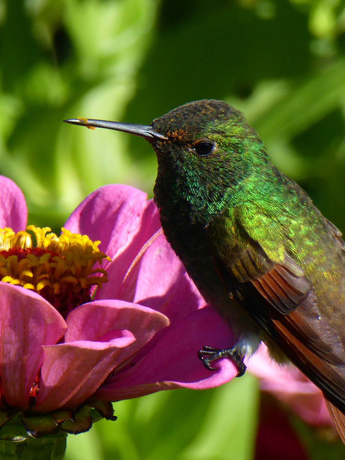 Oaxaca-The Year After: More colibri