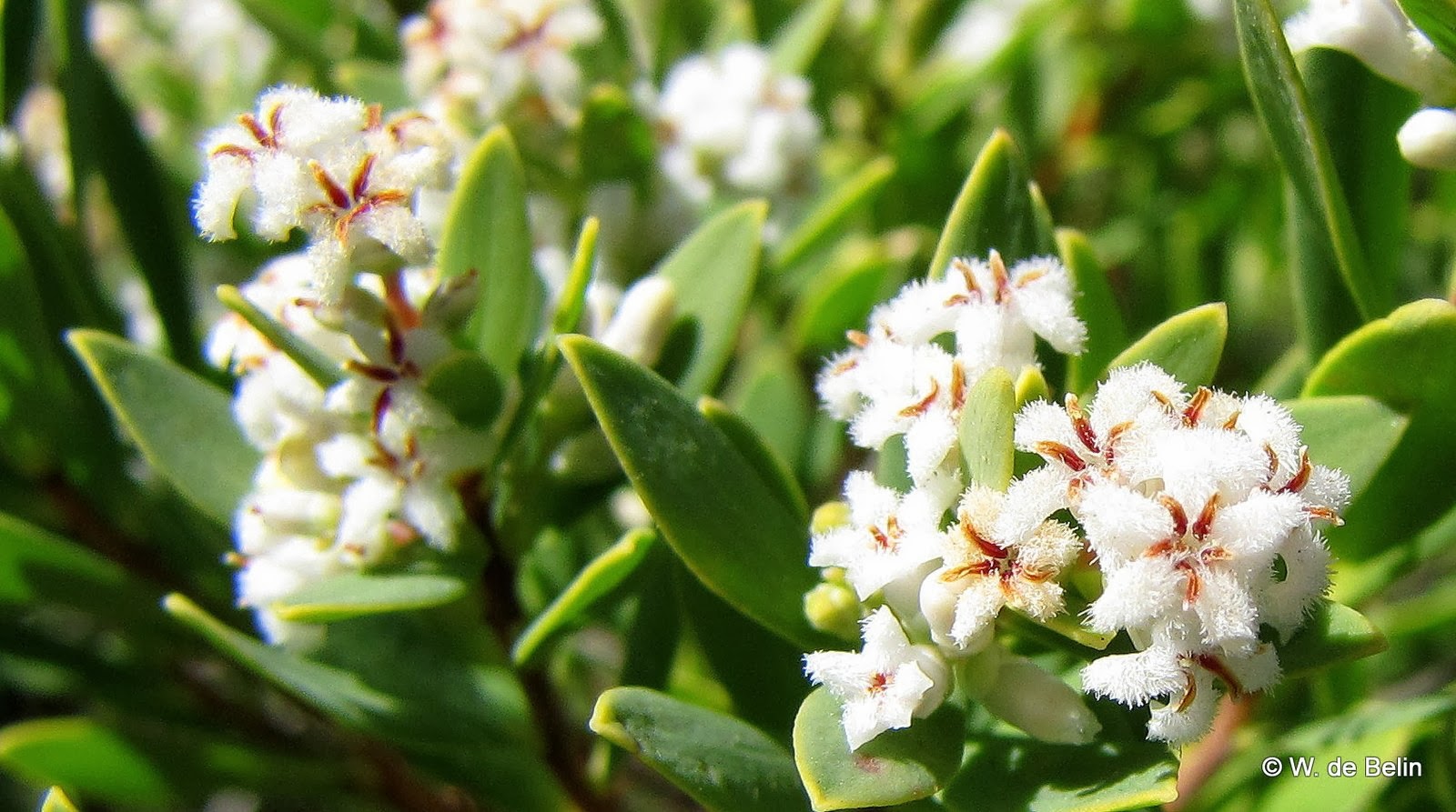 Sydney's Wildflowers and Native Plants: Leucopogon parviflorus - Coast ...