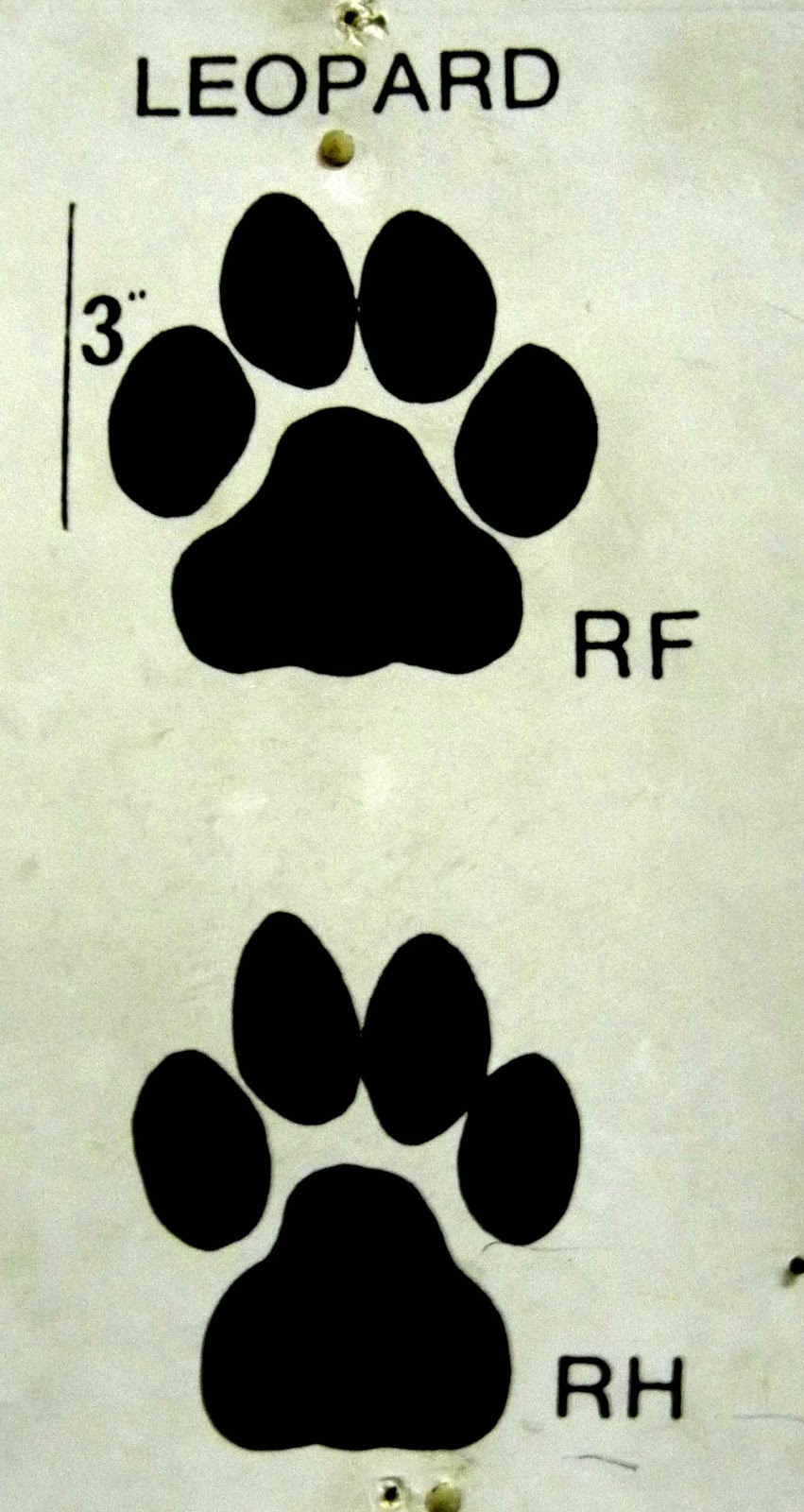 Faune/Flore Afrique de l'Est: Traces d'animaux