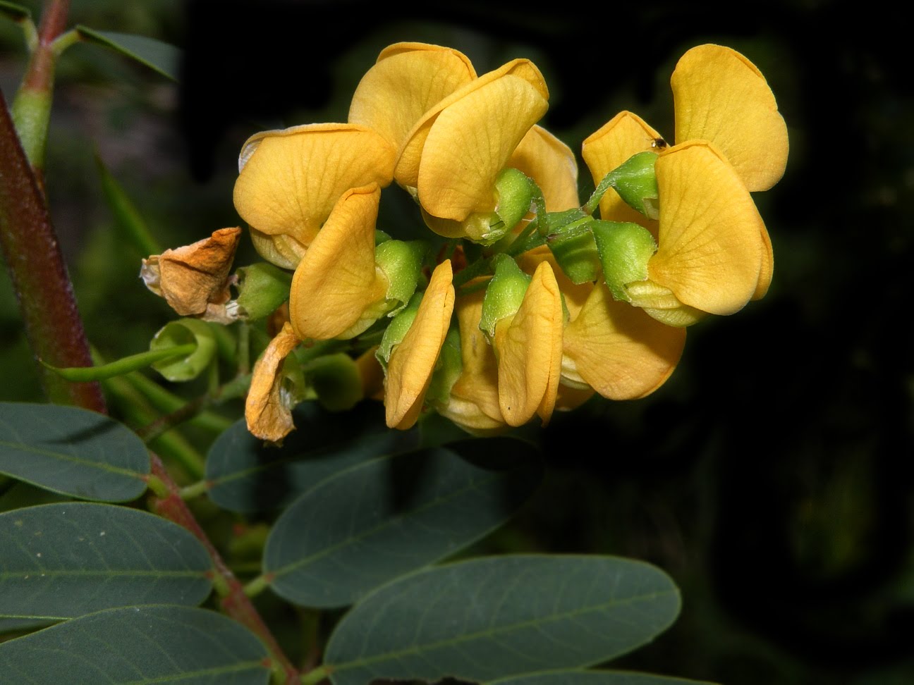 Uruguay's wildlife & Natural sanctuaries - Santuarios naturales & flora ...