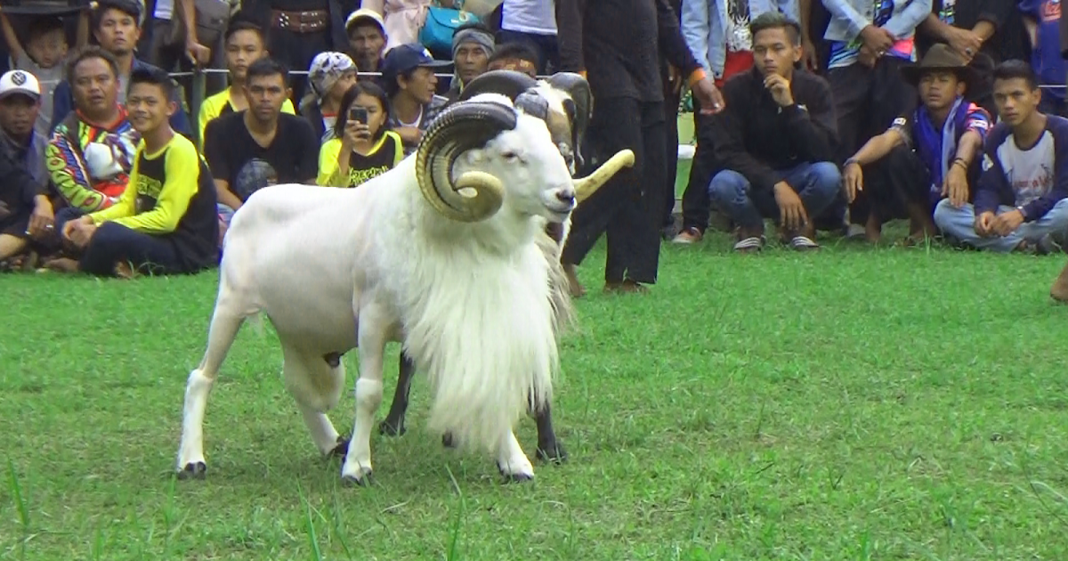 domba garut termahal matador | Komunitas Domba Garut