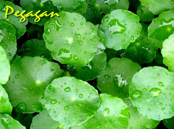 Tumbuhan Pegagan Dan Khasiat Nya Sebagai Obat Alami