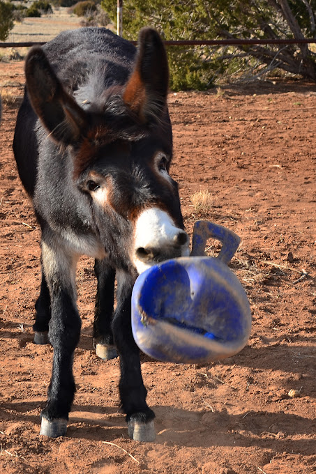 The 7MSN Ranch: Highlights from The Super Burro Bowl