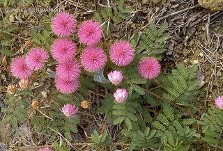 Putri Agustina's Blog: Kenapa Papilionaceae, Caesalpiniaceae, dan ...