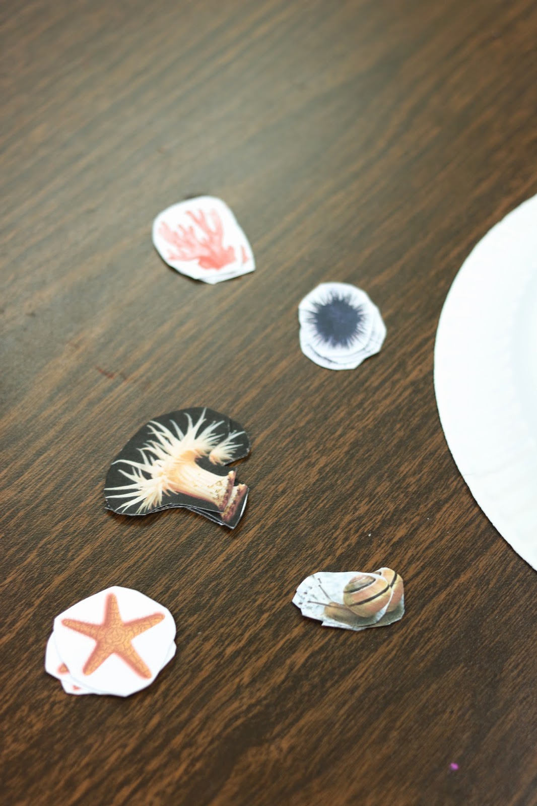 Teach Them To Fly: A House for a Hermit Crab