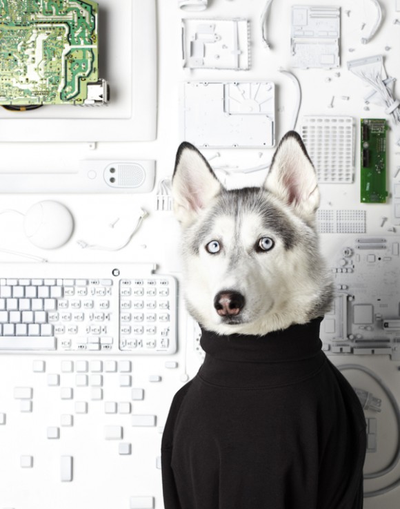 this western feeling: DOGS IN TOGS