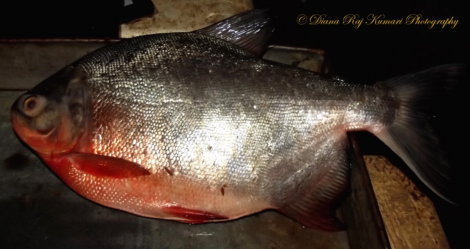 Diana Raj Kumari Photography: Pengba Manbi or Piranha??