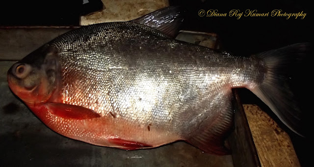 Diana Raj Kumari Photography: Pengba Manbi or Piranha??