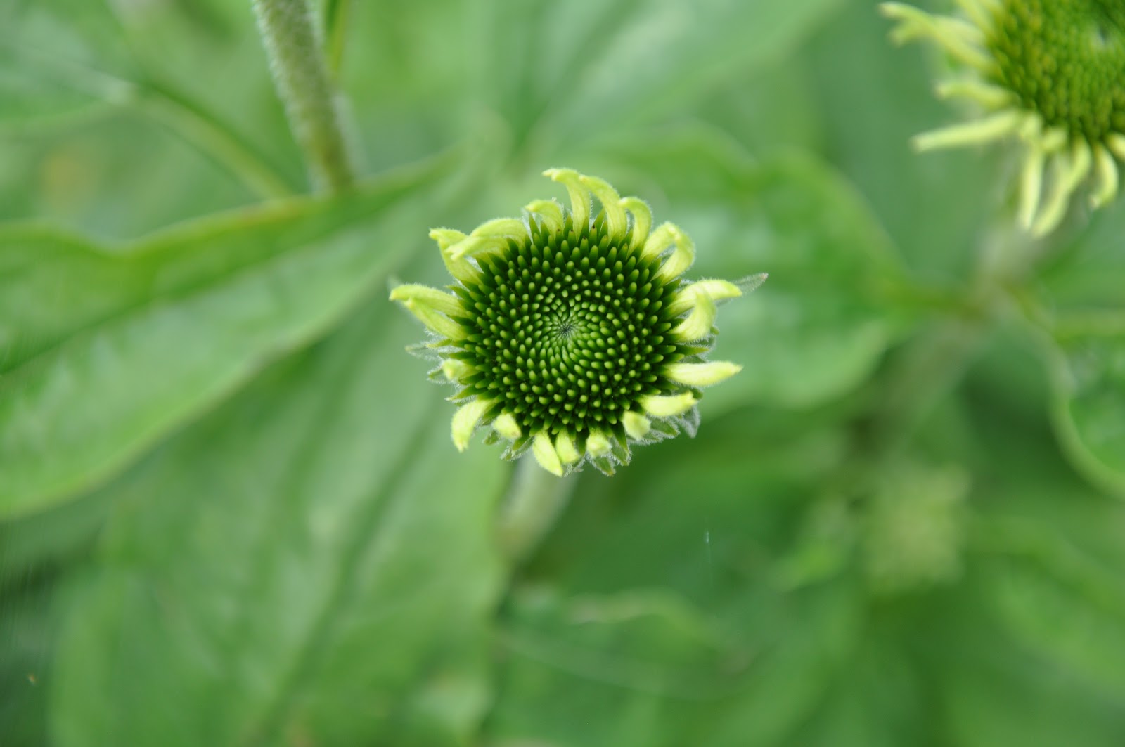 Bland blommor & blad: Vit solhatt