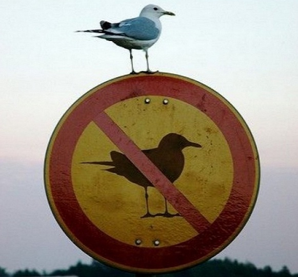 Elogio de la transgresión