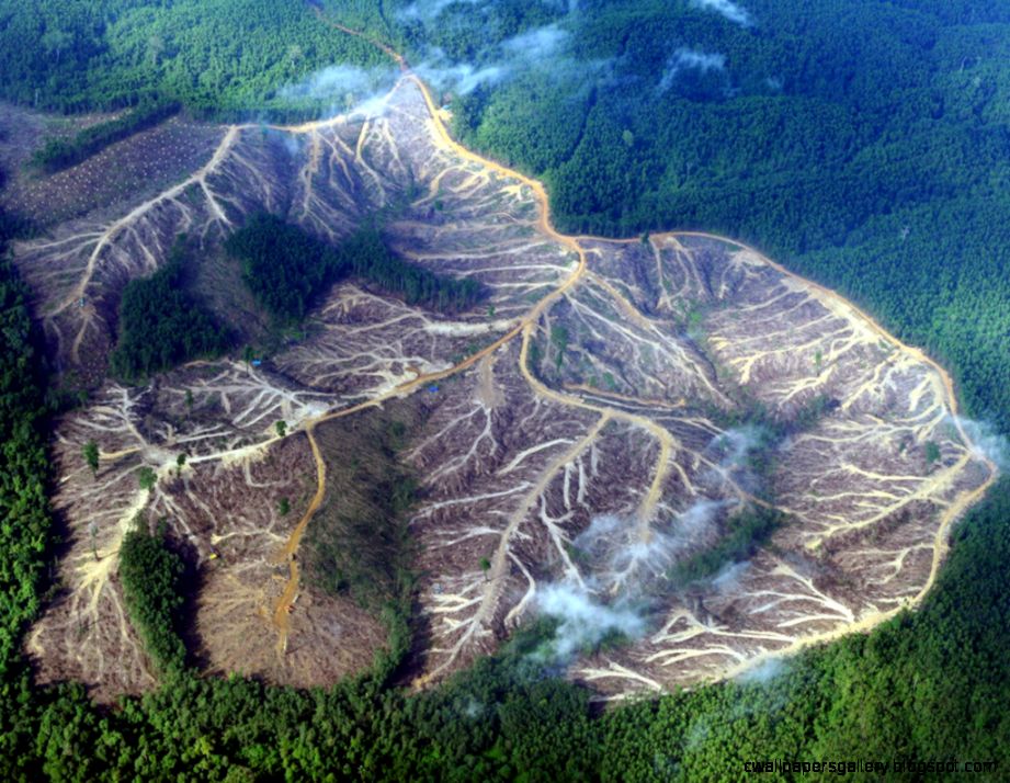 Amazon Rainforest Deforestation Effects | Wallpapers Gallery
