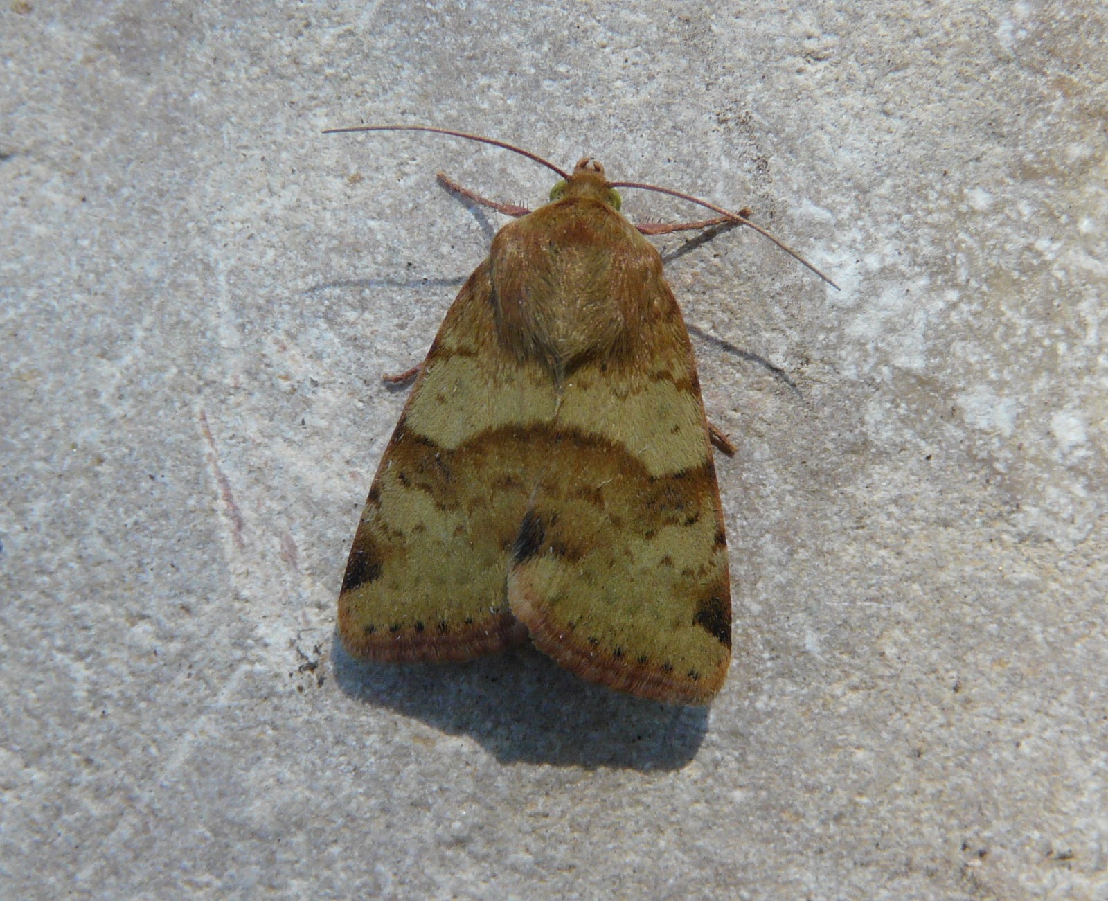 birdingexmouth: French Moths