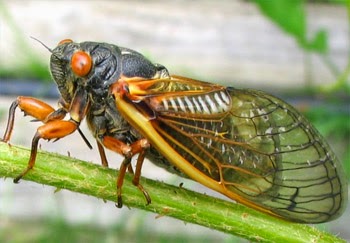 Tentang Tonggeret: Morfologi dan Daur Hidup - Sains Pedia