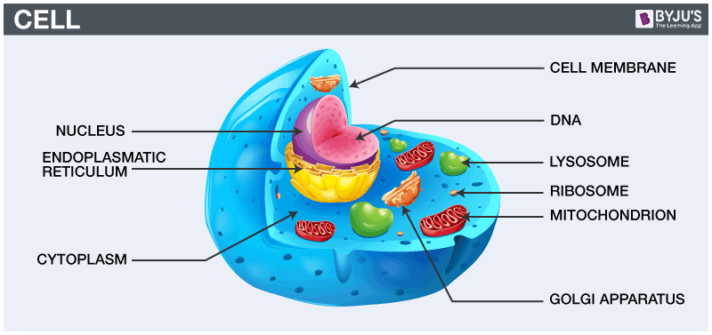 CELL THEORY