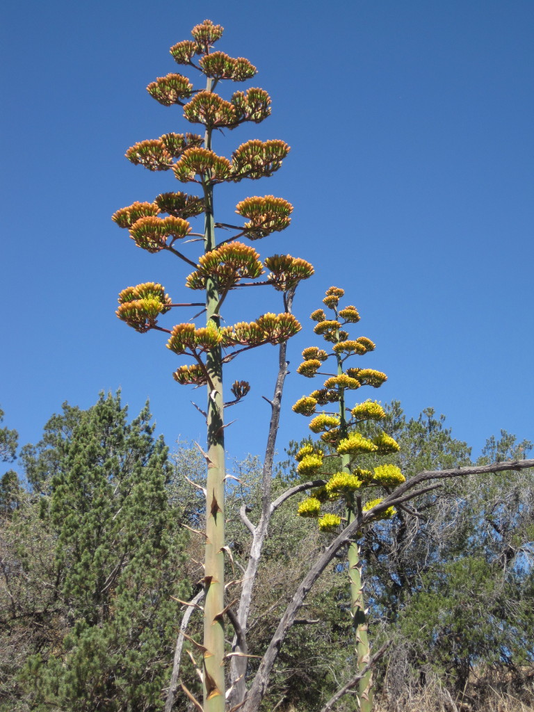 "Big Tree" Alligator Juniper